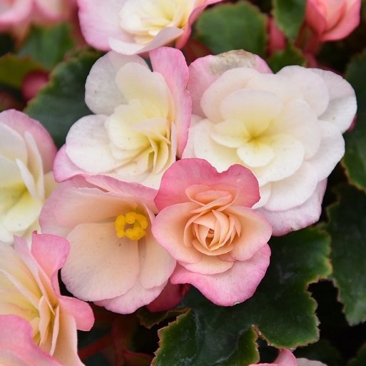 BEGONIA COTTAGE Glory Bicolor PP | SilJa