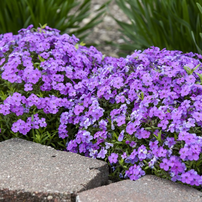 PHLOX Subulata Purple Sprite | SilJa