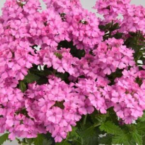VERBENA VANESSA COMPACT Pink | SilJa