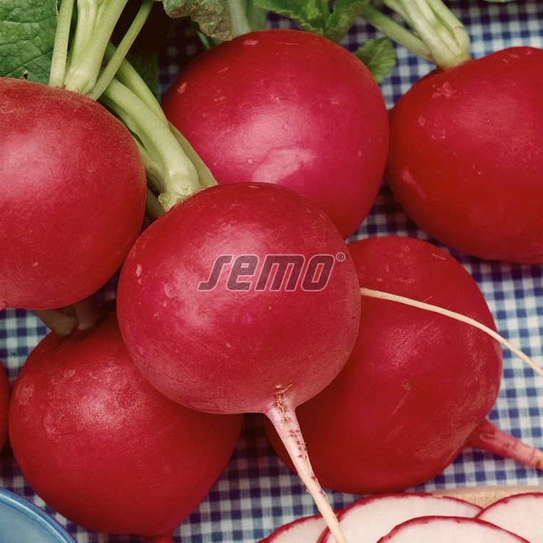 REDĪSI - KVARTA - 1 kg | SilJa